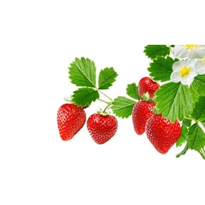 Sparkle Strawberry Plants - Grow Delicious Red Strawberries - Bare Root ...