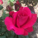 Heirloom Roses - Lady Mitchell™ English Legend Rose Plant - Walmart.com