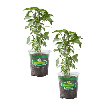 Bonnie Plants Sweet Basil 19.3 oz. 2-Pack - Walmart.com