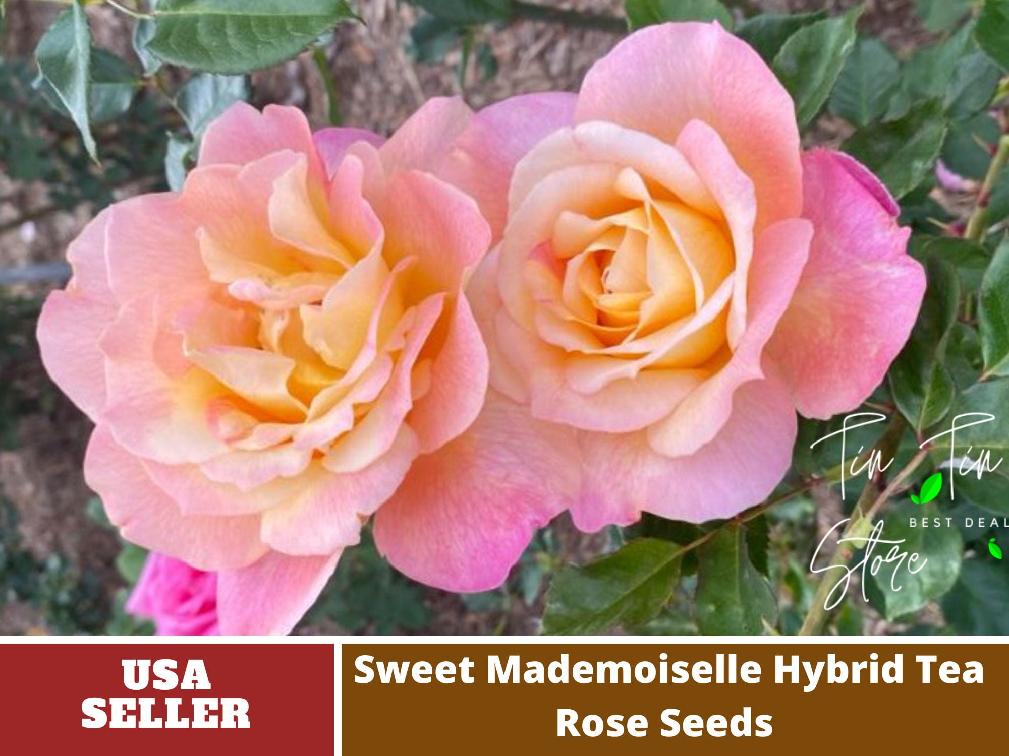 30 Rare Seeds| Life of the Party Shrub Rose Seeds #1015 |BUY 4 GET 1 ...
