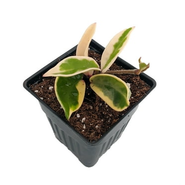 Rare Wyatt Wax Plant - Hoya wyetti - Great House Plant - 4" Pot ...