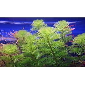 Micro Sword NarrowLeaf Live Aquarium Plants for Aquatic Fish Tank ...