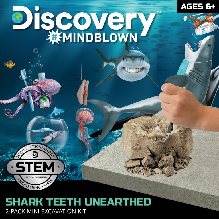 For Sale Shark Teeth Fossils | UK Megalodon Tooth
