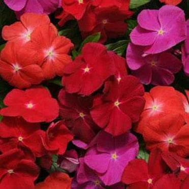 Outsidepride Vinca Valiant Flower Seed Mix - 50 Seeds - Walmart.com