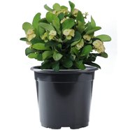 American Plant Exchange Stromanthe Trio Star, 6-Inch Pot, Vibrant Live ...