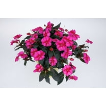 2.5 inch Next Generation Live Annual Sunpatiens® Compact Purple Candy ...