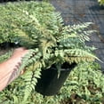 Fern-A. Japanese Painted ~ Athyrium niponicum 'Pictum' - 1 Gallon Pot ...
