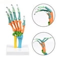 WE-POLUJ Anatomical Human Hand Bone Model with Movable Parts Color ...