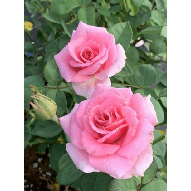 Brindabella Pink Princess™ Shrub Rose-One of the World's Most Fragrant ...