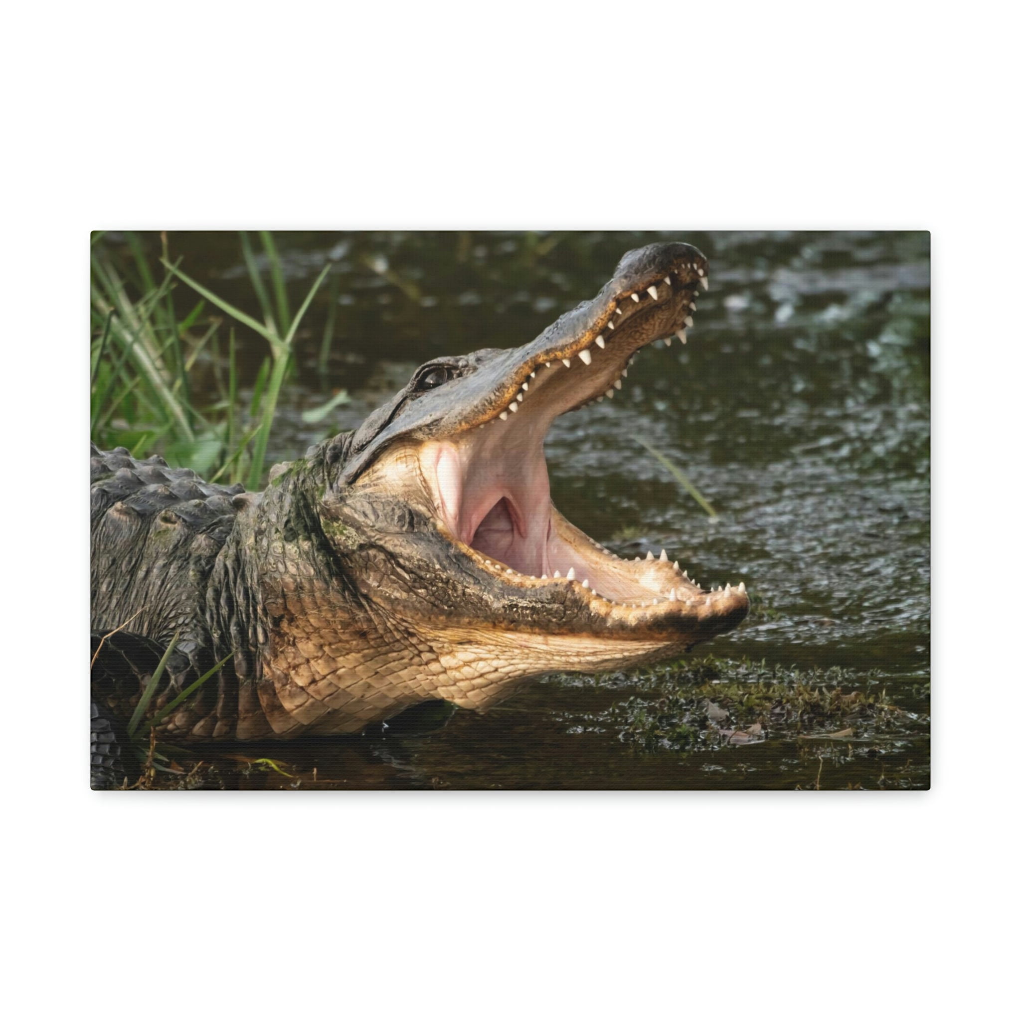 Mouth Wide Open Alligator Scary Alligator Outside Wall Art Ready To ...