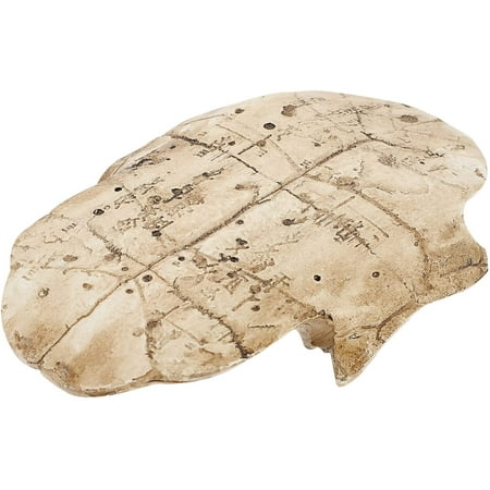 Turtle Shell Model Retro Oracle Tortoise Shell Mediterranean Ocean Wall ...