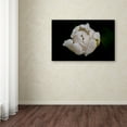 "White Parrot Tulip" Canvas Art by Kurt Shaffer - Walmart.com