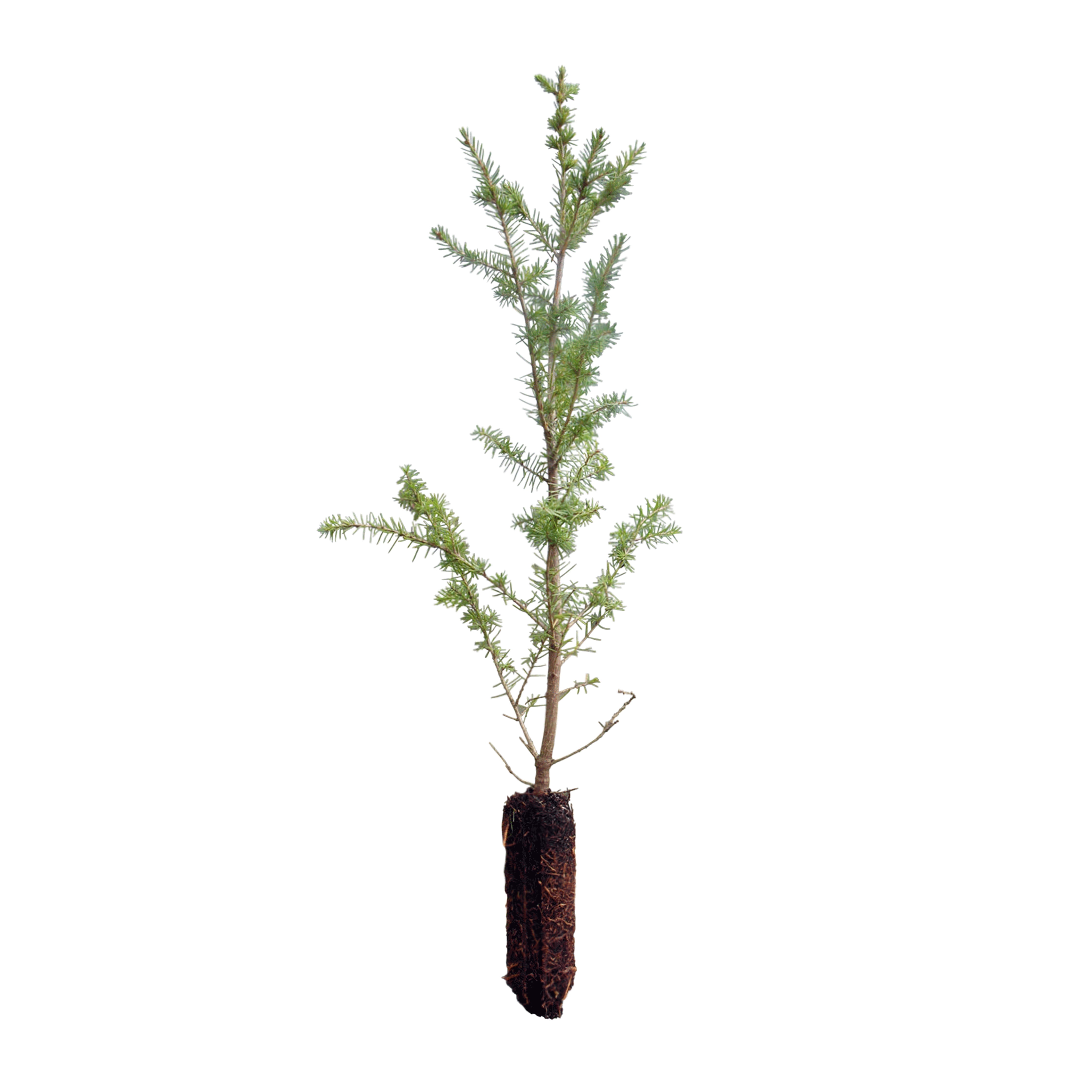 Mountain Hemlock | Small Tree Seedling | The Jonsteen Company - Walmart.com