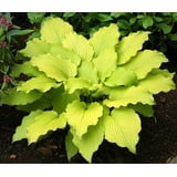 Dancing Queen Hosta - Gallon Pot - A Must Have Hosta - Walmart.com