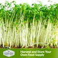 2 Packs Alfalfa Microgreens Seeds for Sprouting - Non-GMO Heirloom ...
