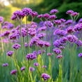 Purpletop Vervain 200 Seeds – Verbena bonariensis, Lavender-Purple ...