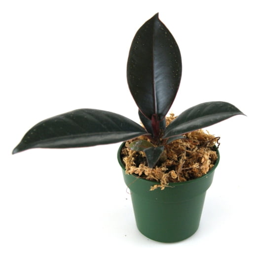Home & Hobby House Plants plant gift red rubber plant live plants ...
