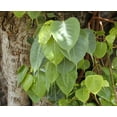 30 Ficus Religiosa Seeds, Bodhi Tree/Sacred Fig/Bo Tree/Pipal, Ideal ...