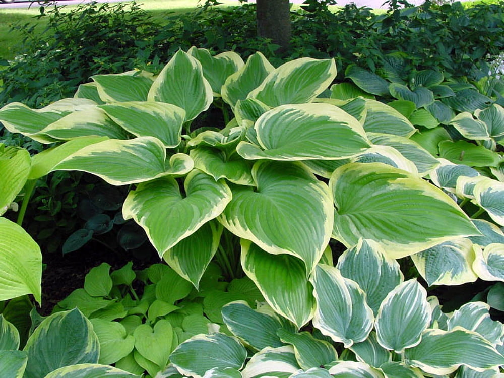 Victory Hosta - Hosta of the Year for 2015 - Quart Pot - Walmart.com