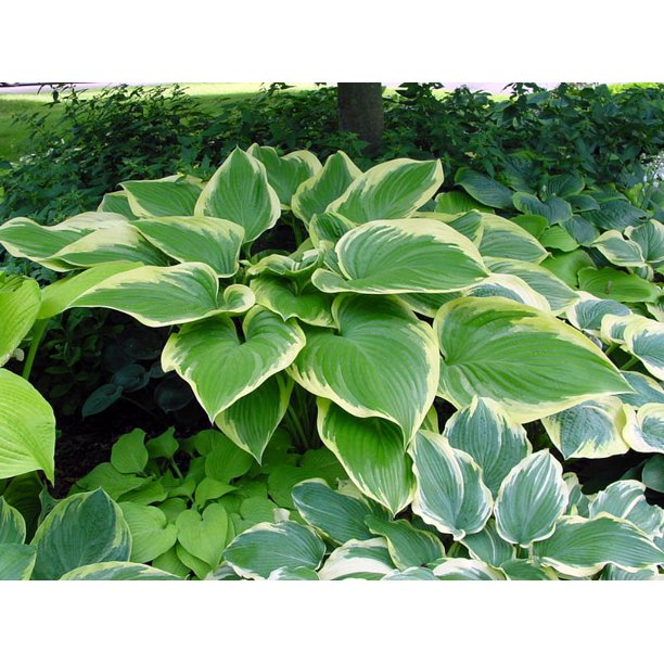 Victory Hosta - Hosta of the Year for 2015 - Quart Pot - Walmart.com ...