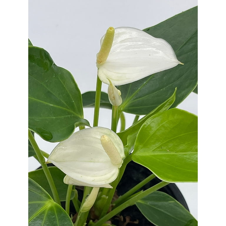 White Anthurium Flower