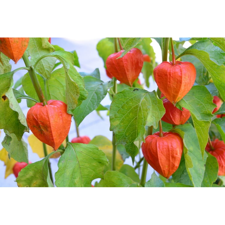 Chinese Lantern Flower Plant