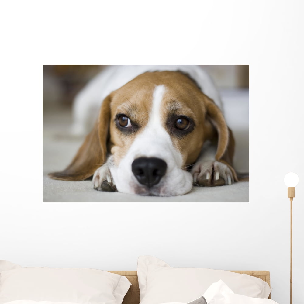 Beagle Wall Mural Decal by Wallmonkeys Vinyl Peel and Stick Graphic (36 ...