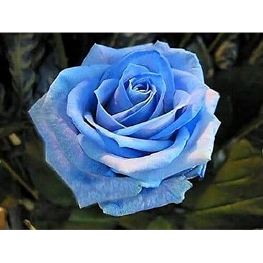 Rare Rose Seeds True Blood Rose Bush 20 Seeds - Walmart.com