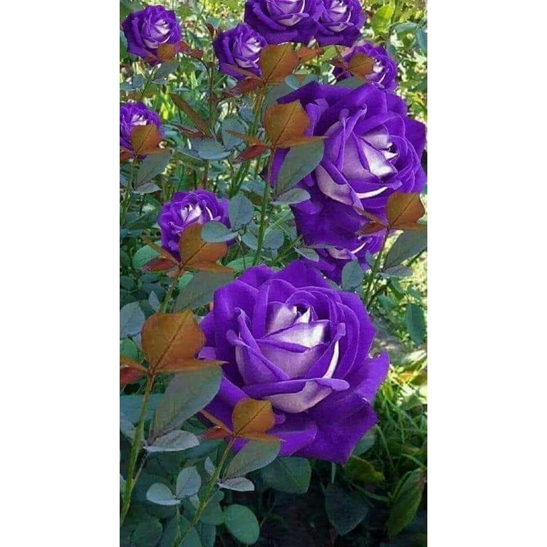 Purple Haze Rose