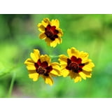 1000 GOLDEN WAVE COREOPSIS (Goldenmane Tickseed) Coreopsis Basalis ...