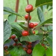 Red Sprite Winterberry-Compact Shrub for Winter Interest 3 Gallon ...
