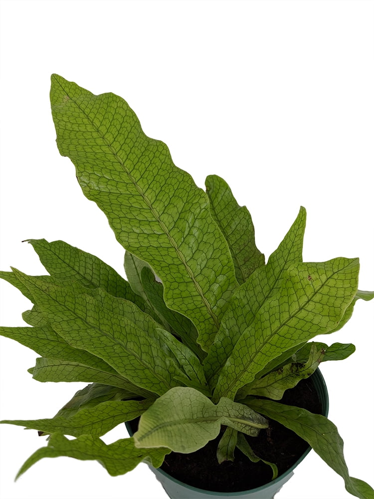 Rare Crocodile Fern - Microsorium musifolium ‘Crocydyllus’- Collector's ...