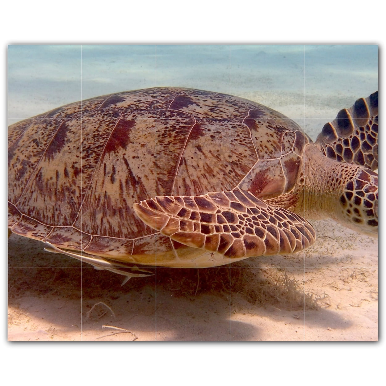 Picture-Tiles.com: Turtle Ceramic Tile Wall Mural WAL501054-54XL. 60"W ...