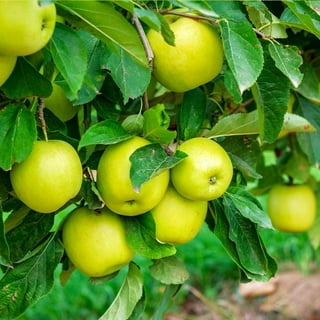 Dorsett Golden Apple Tree 3B - Walmart.com