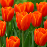 Ad Rem Tulip Bulbs for Planting - Easy to Grow Perennial Tulips, Top ...