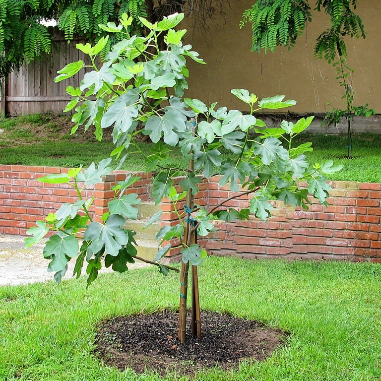 Brown Turkey Fig Tree