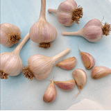 1 Pound German Garlic Bulbs for Planting and Gardening, Hardneck Garlic ...
