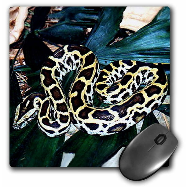 3drose Burmese Python Mouse Pad 8 By 8 Inches