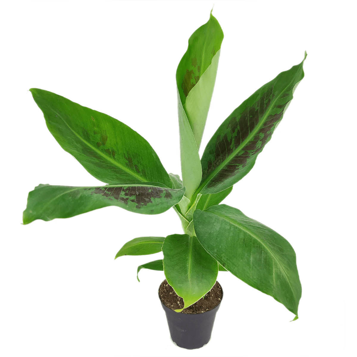 Musa Tropicana - Banana Plant (4"+ Plastic Pot) - Adaptable and Easy to ...