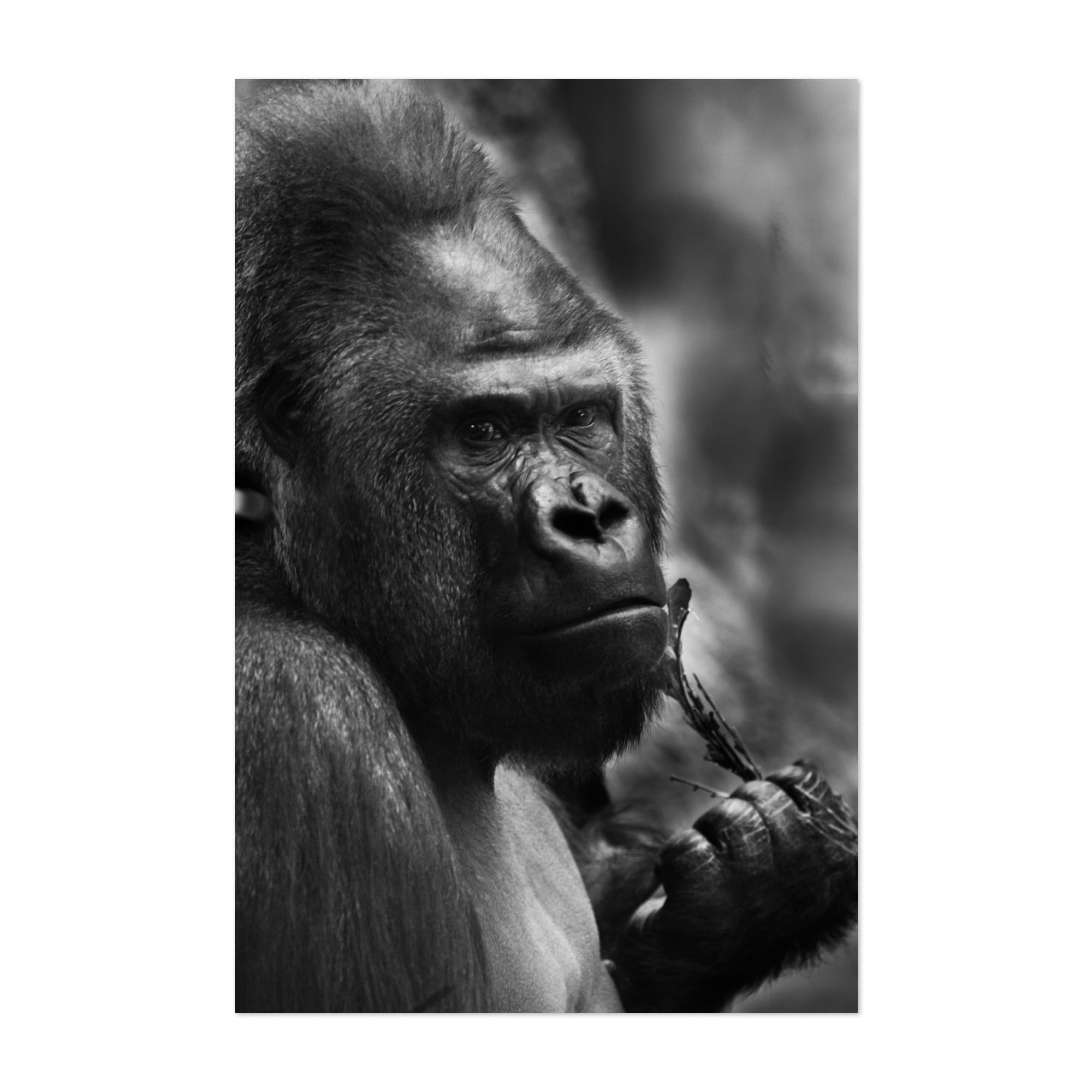 Prints 8x10 Gorilla Poster Digital Prints etna.com.pe