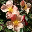 Heirloom Roses' Blaze Climbing Rose - Fragrant Red Climbing Rose Bush ...