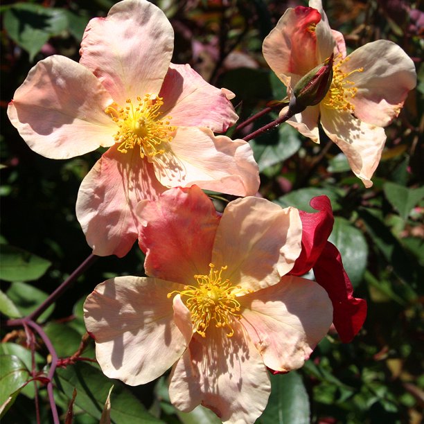 Heirloom Roses Own Root Rose Bush - Mutabilis China Rose Plant ...