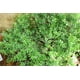 20 TRUE MYRTLE Myrtus Communis aka Common & Sweet Myrtle Fragrant White ...