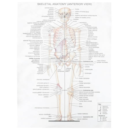 HEIBIN 1pc Anatomical Poster Skeletal Anatomy Poaster Human Anatomy ...