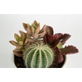 Costa Farms Desert Escape Live Cacti & Succulent Garden, Indoor Plants ...