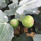"Fignominal Dwarf Fig Tree - Edible Indoor Plant - Ficus carica hybrid - 4"" Pot" - Walmart.com