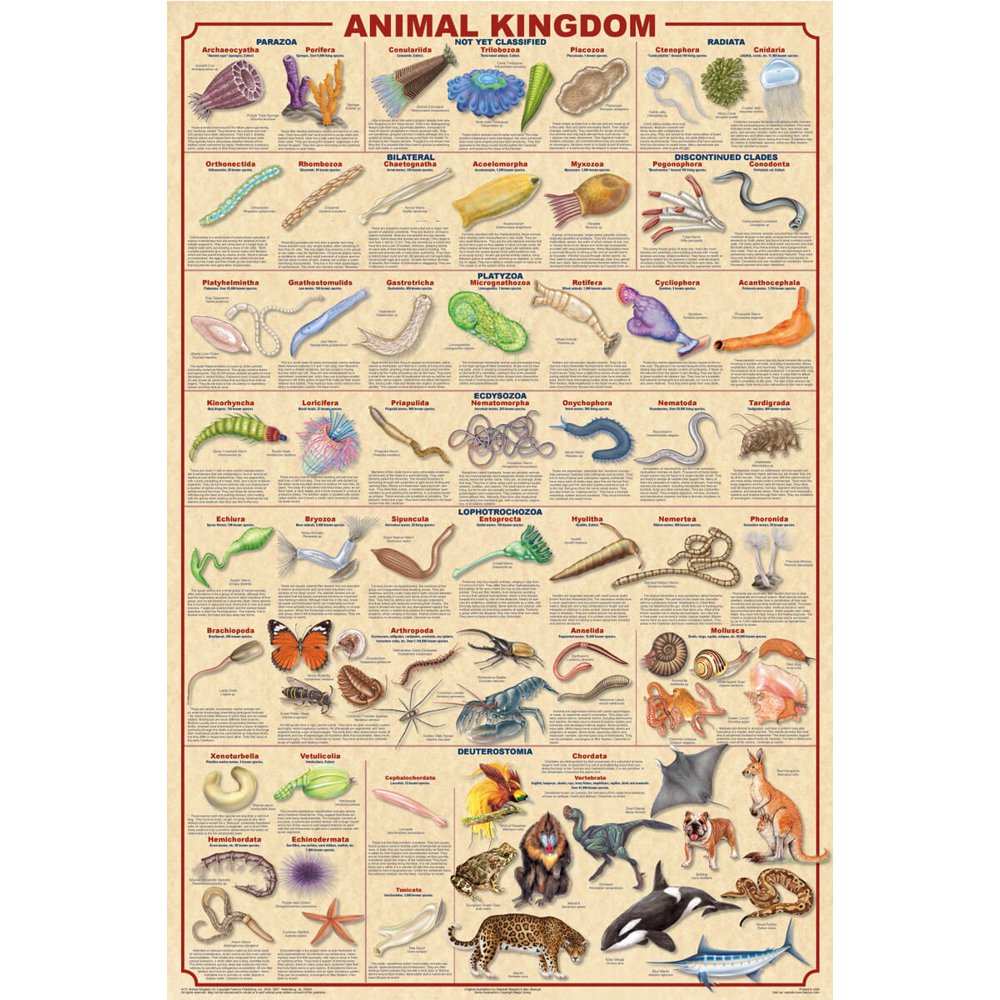 Animal Kingdom Educational Poster 24x36 - Walmart.com - Walmart.com
