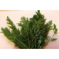 1500 DUKAT DILL Anethum Graveolens Sweet Heirloom European Herb ...