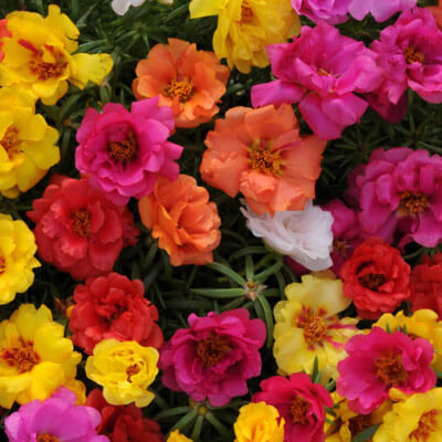 Portulaca Seeds - Happy Hour Mix Multi-Pelleted Variety Portulaca Seeds ...