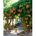 Rare Dark Red Hummingbird Trumpet Vine! HARDY! 20 seeds! Hummingbirds ...